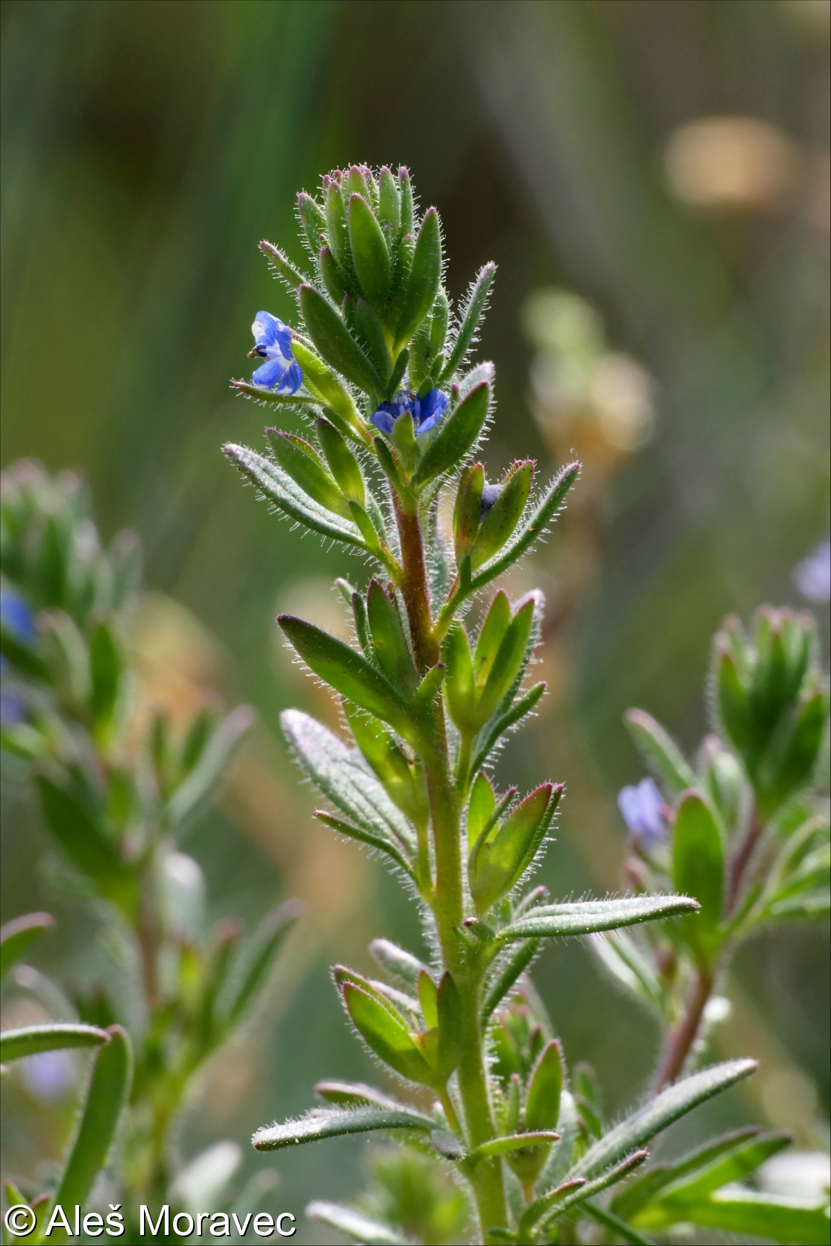 Veronica Verna