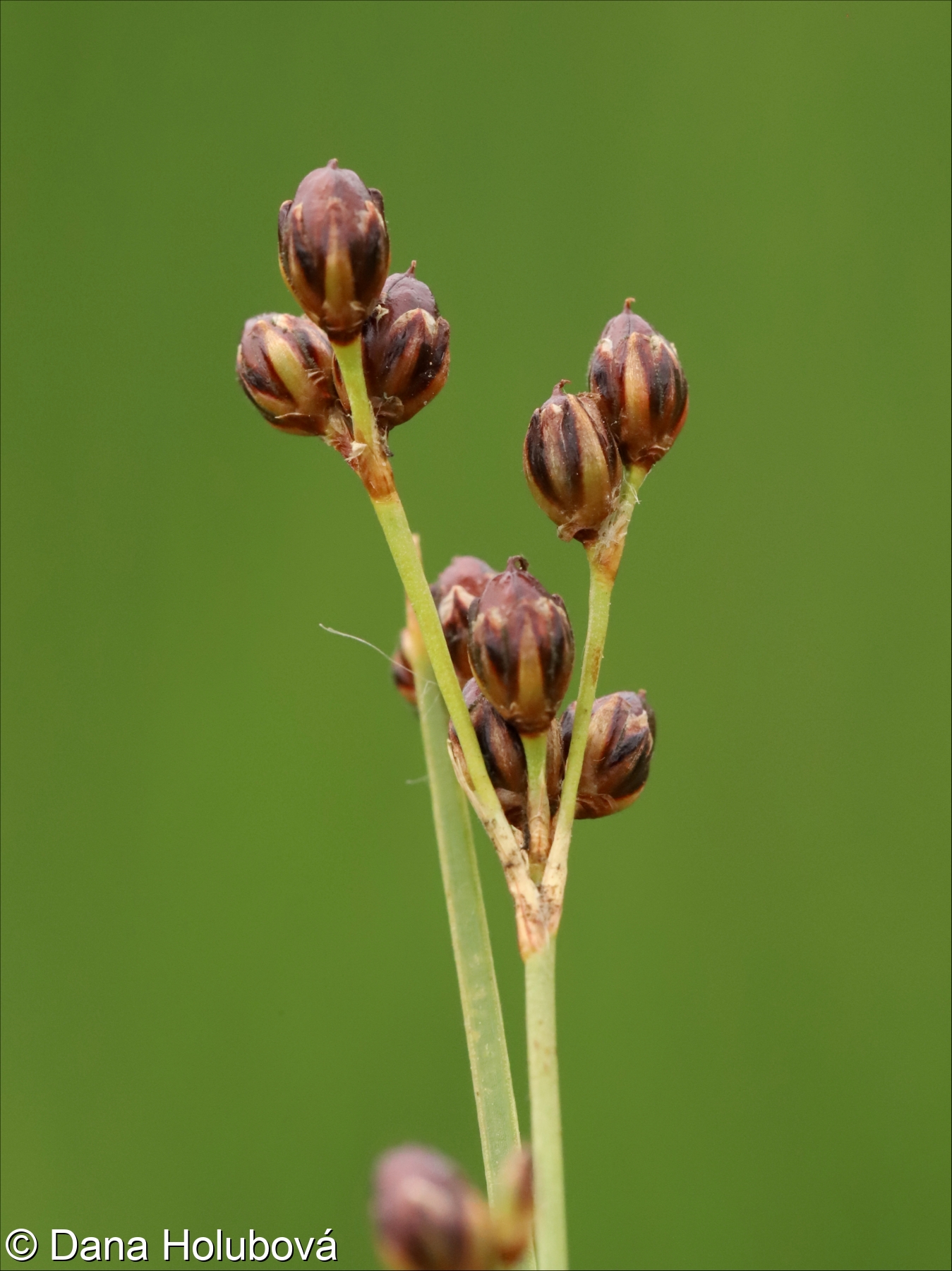 juncus compressus
