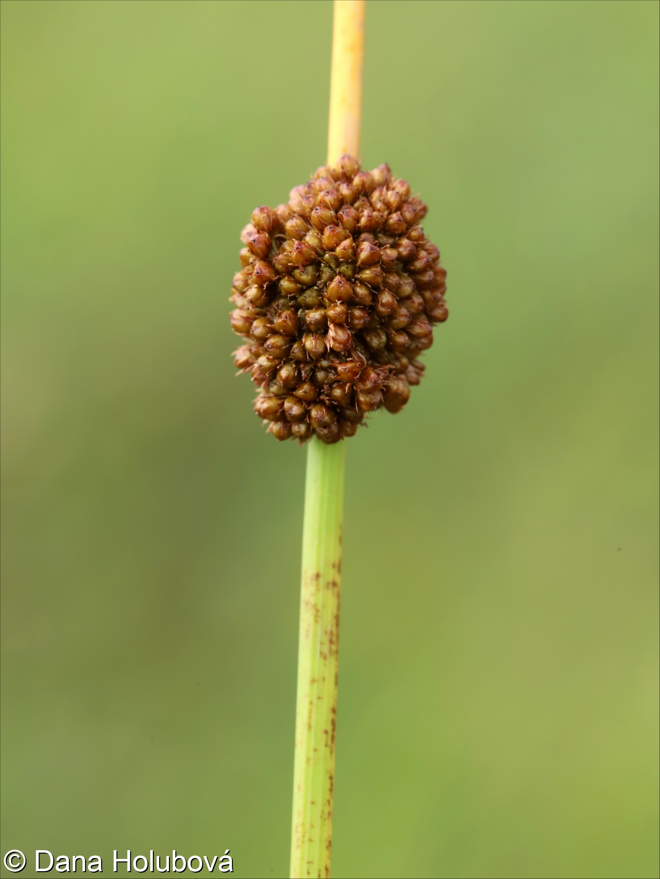 juncus conglomeratus