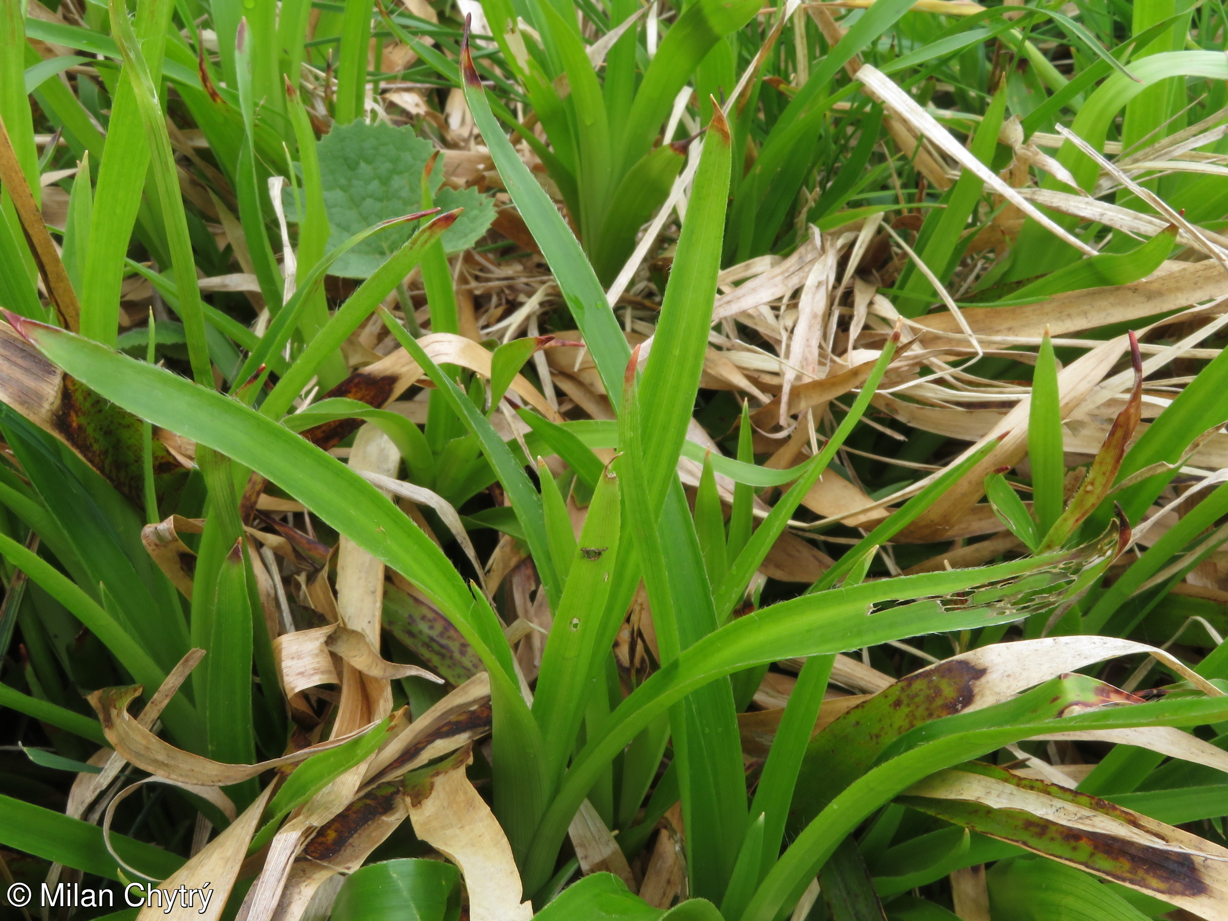 luzula sylvatica select