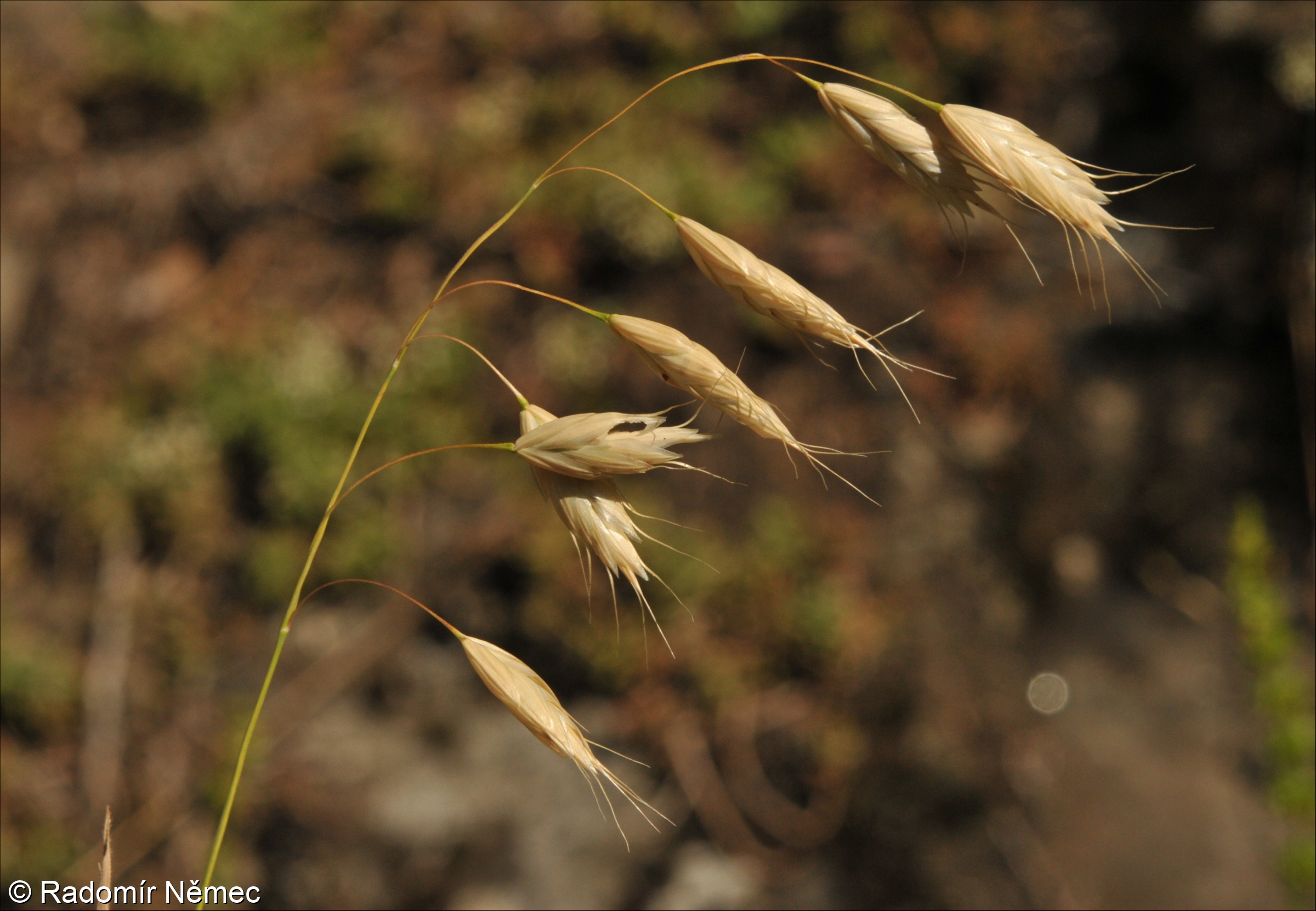 bromus squarrosus