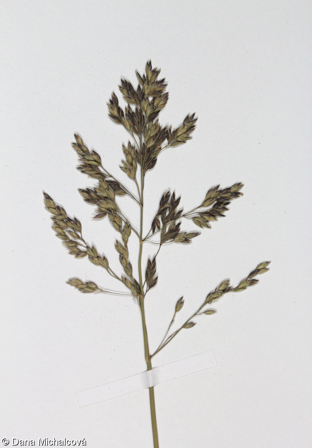 fotografický klíč k určování cévnatých rostlin :: BOTANICKÁ FOTOGALERIE