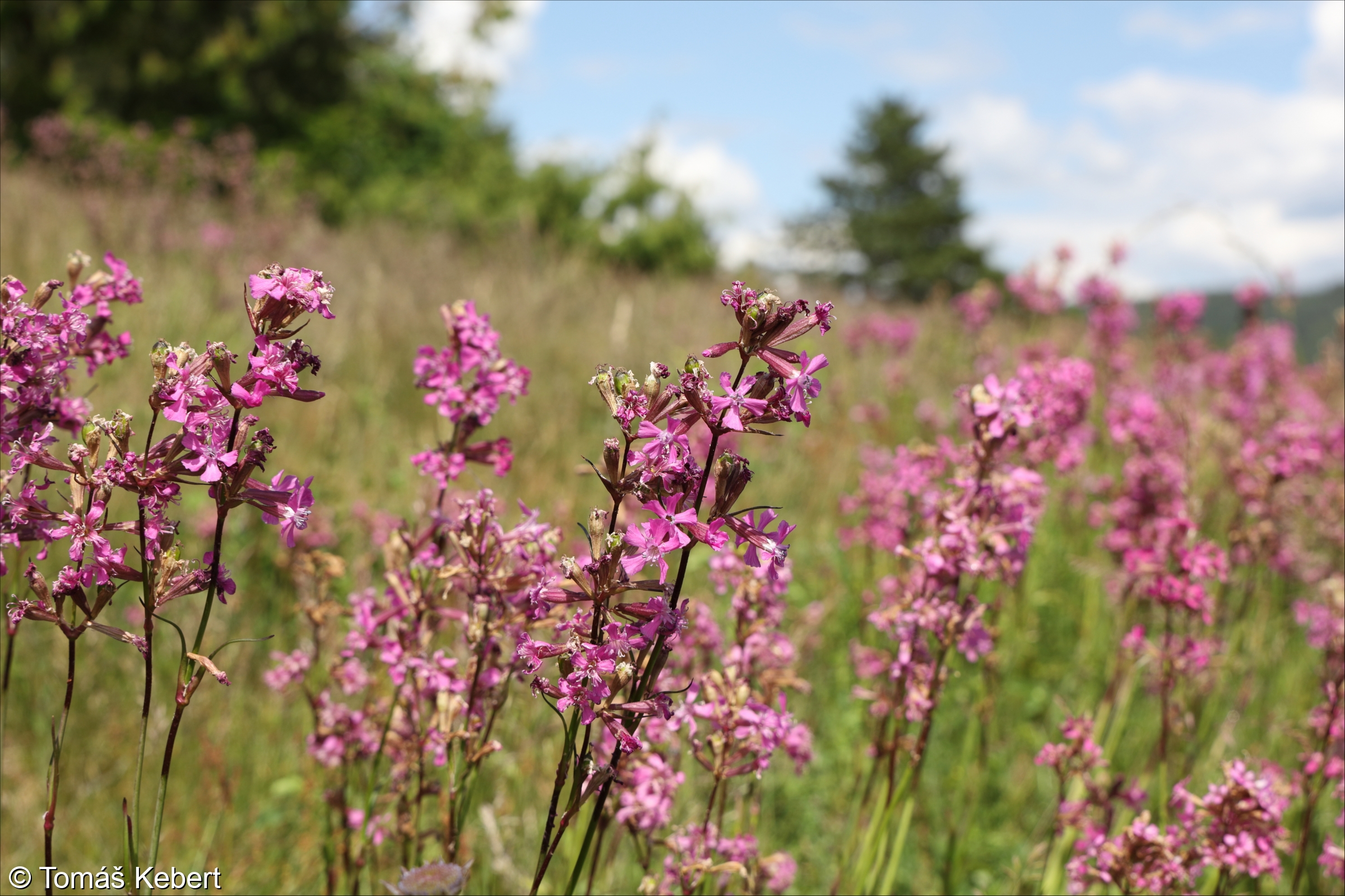 lychnis viscaria