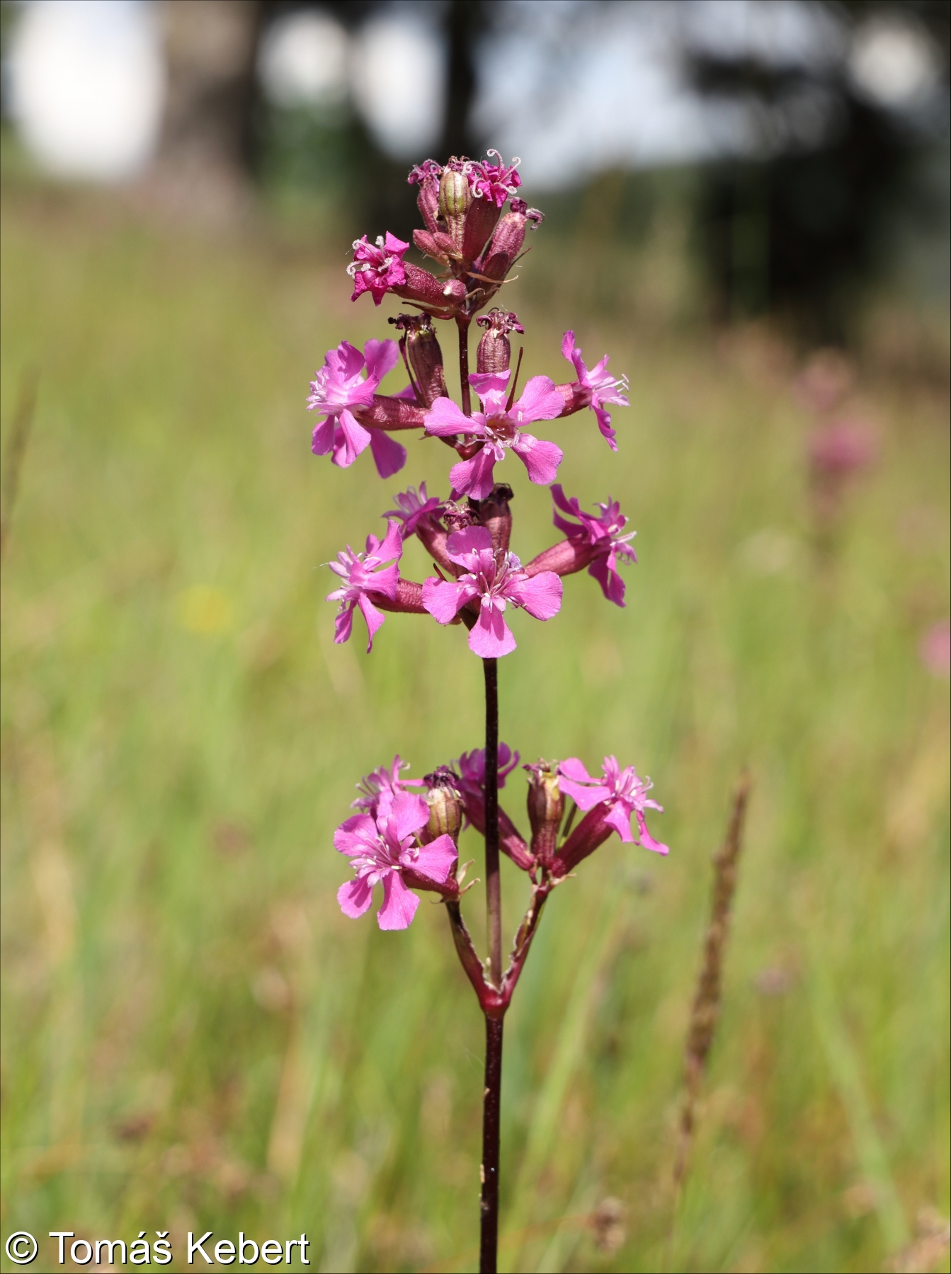 lychnis viscaria