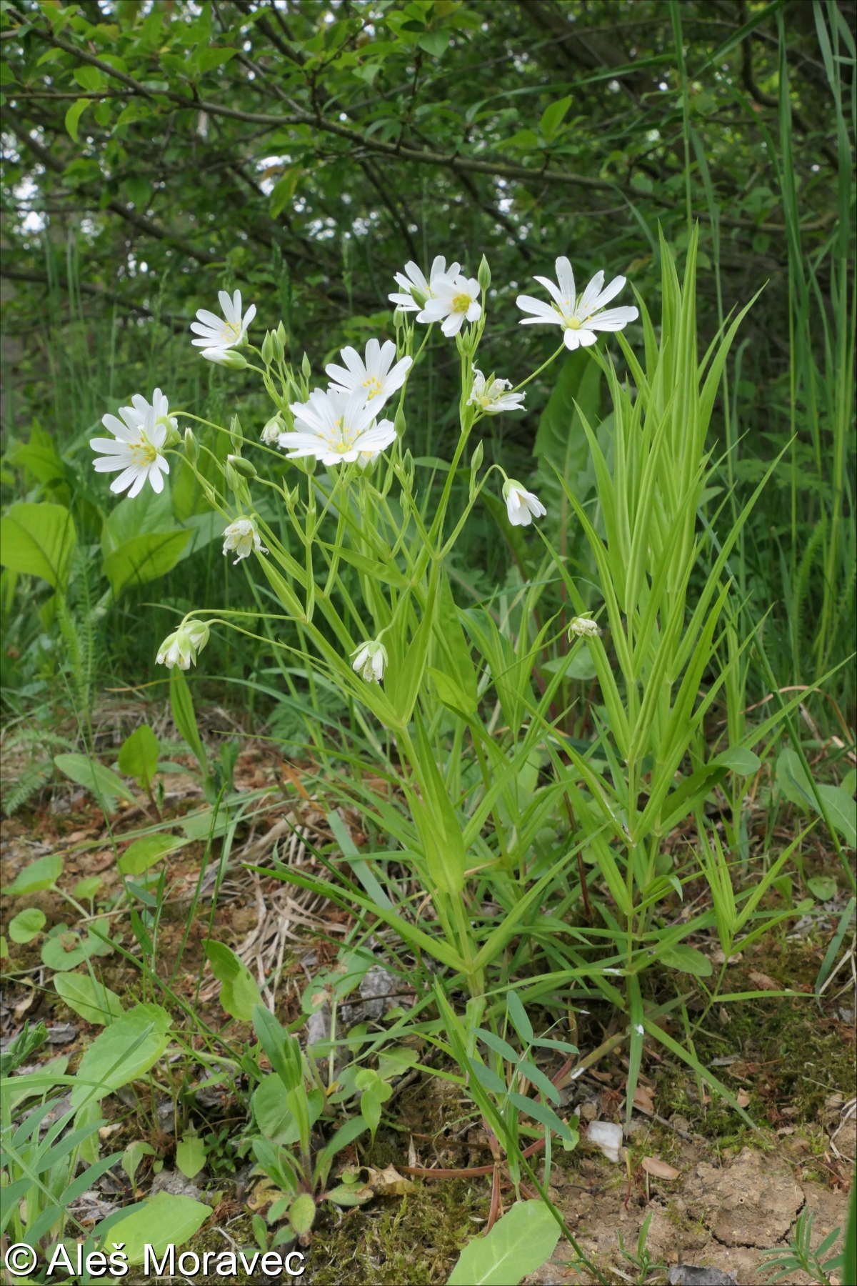 stellaria holostea