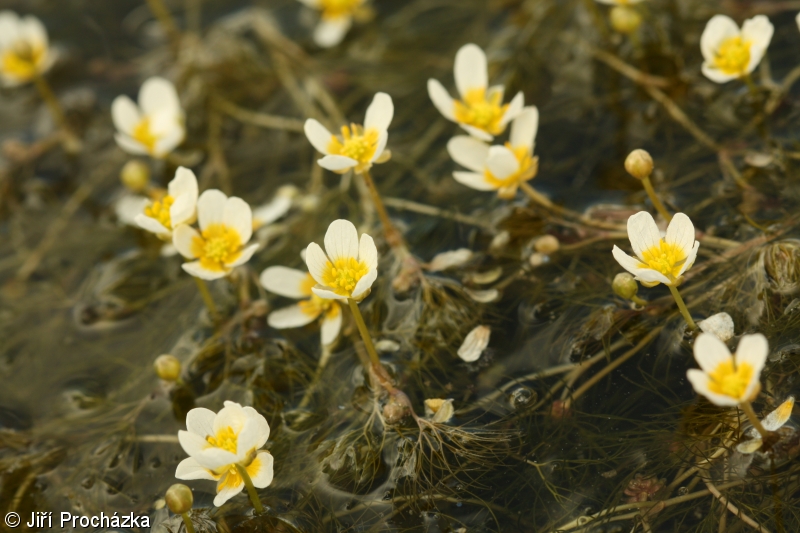 Ranunculus sect. Batrachium – lakušník • Pladias: Databáze české flóry ...