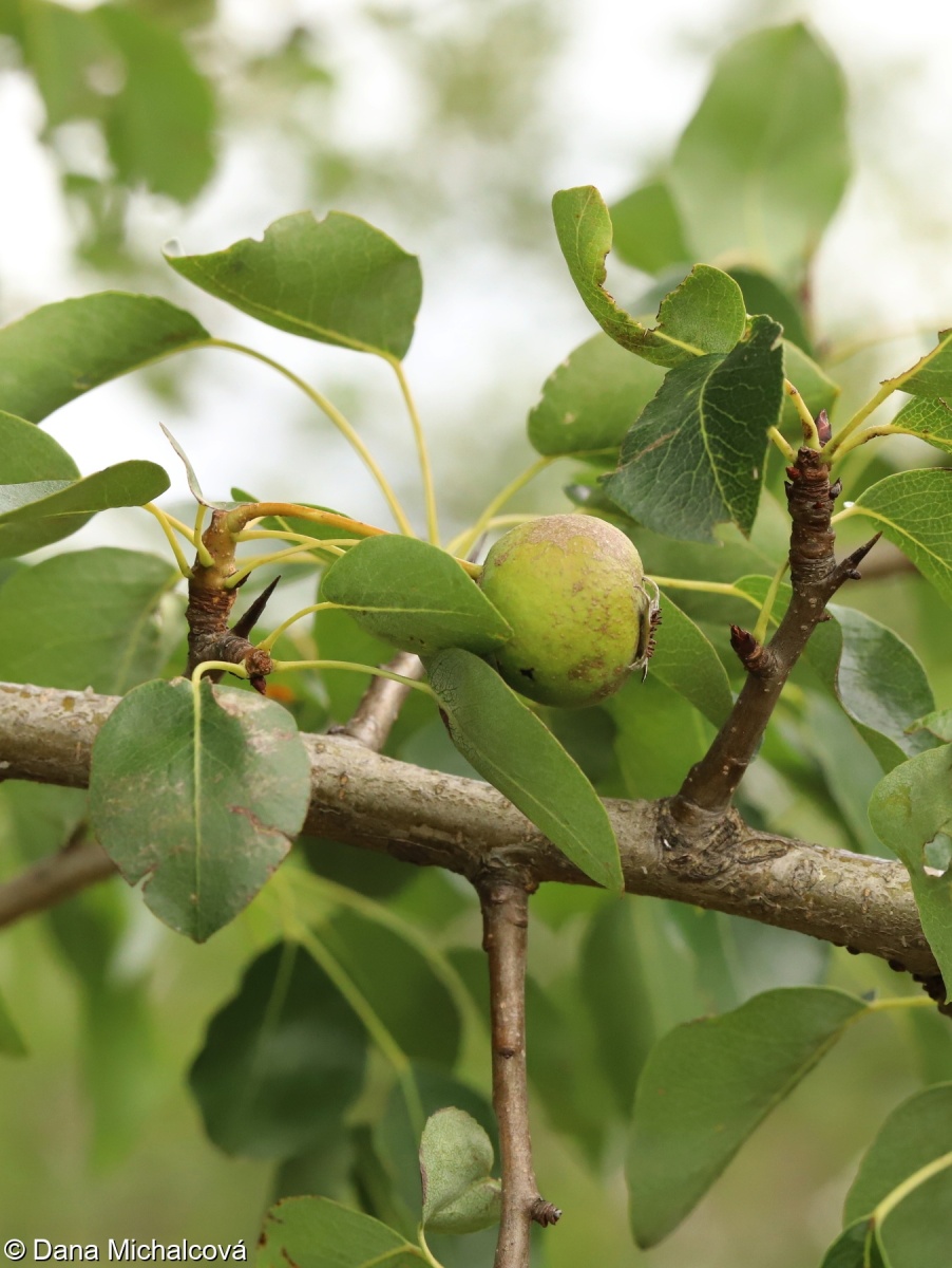 Pyrus pyraster – hrušeň polnička • Pladias: Databáze české flóry a vegetace