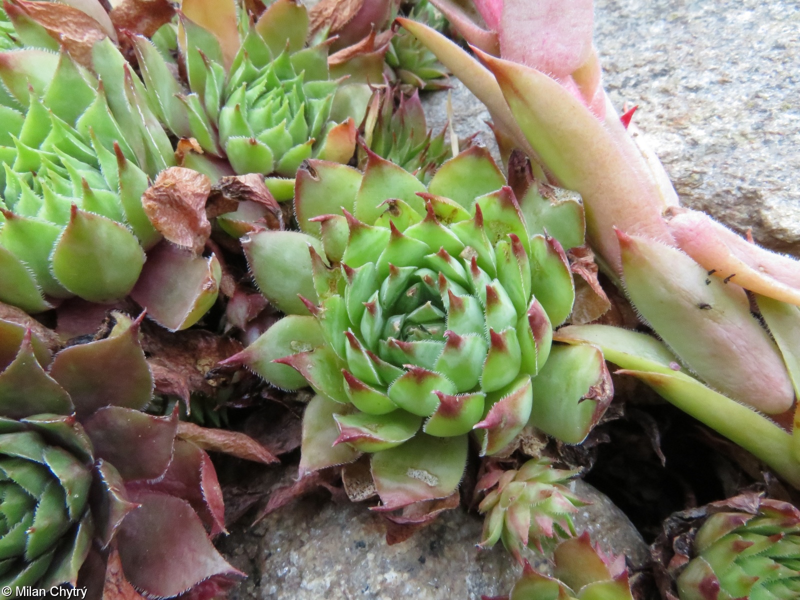 Sempervivum tectorum • FloraVeg.EU