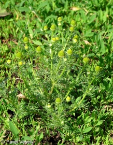 Matricaria discoidea • FloraVeg.EU
