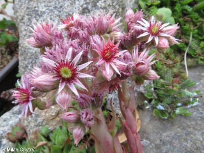 Sempervivum tectorum • FloraVeg.EU